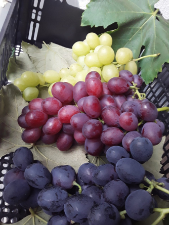 Comerlato Uvas Finas de Mesa - Serviço - Guia de Caxias do Sul